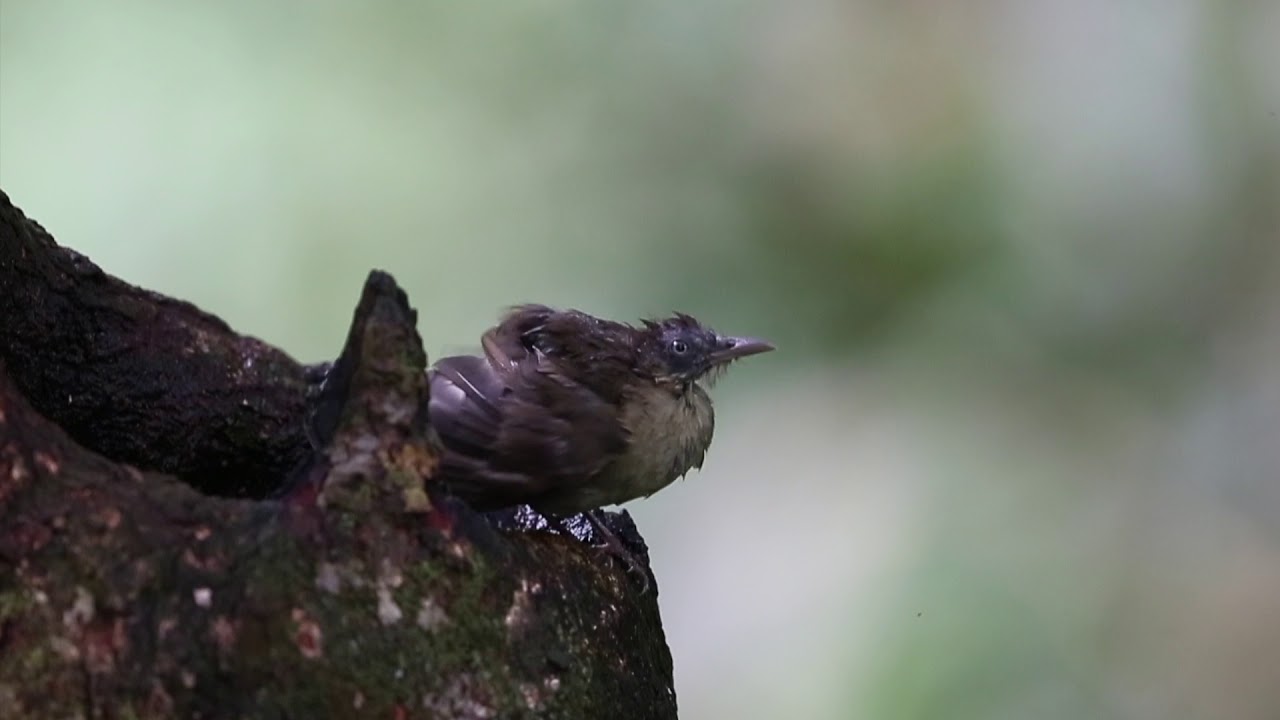 黃臀灰胸鵯（Buff-vented Bulbul） - YouTube