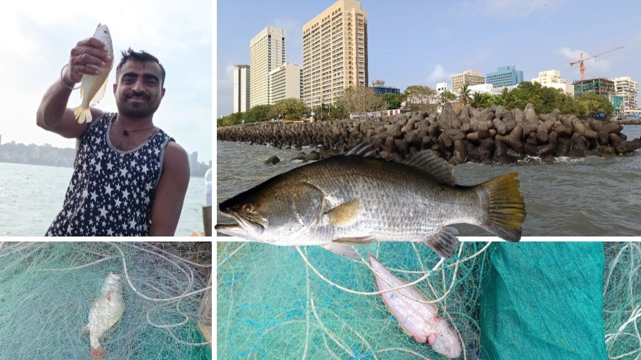 समुद्रात गेले मासेमारीसाठी आणि जाळीला बईल मासा🐡 भेटला 😳😳😳| 🐂Bull Fish🐠🐋 ...