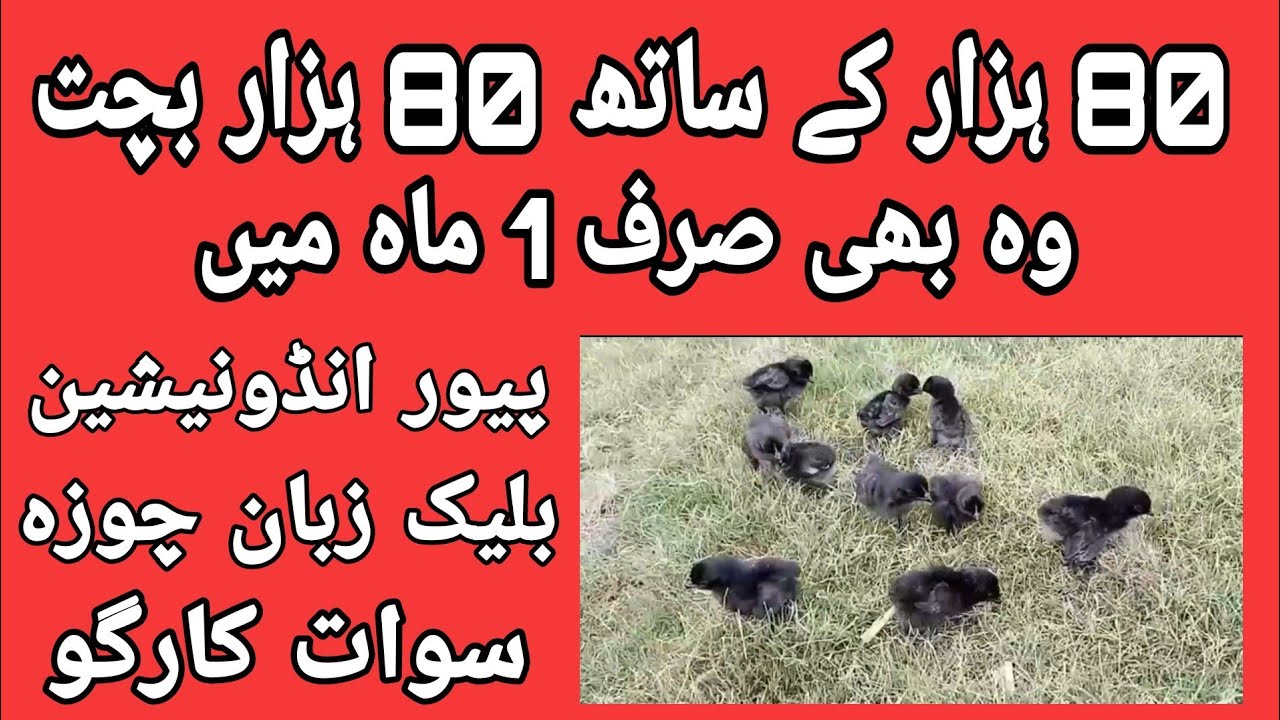80 hzar k sath 80 hzar bchat wo b sirf 1 mah me | 100% profit | pure ...
