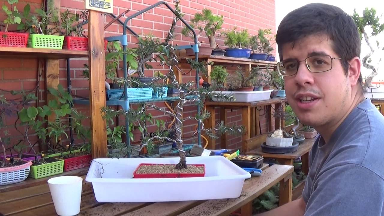Convertir una planta de vivero en Bonsai - Tejo - Parte 3 y final - YouTube