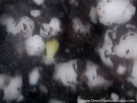 Cactus Seed Growing Competition UPDATE 25th Aug 2016 - YouTube