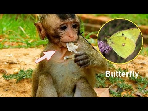 Baby monkey Lola eat butterfly, How smart baby Lola catch butterfly ...