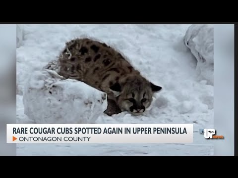 Elusive cougar kittens photographed again, growing in Upper Peninsula