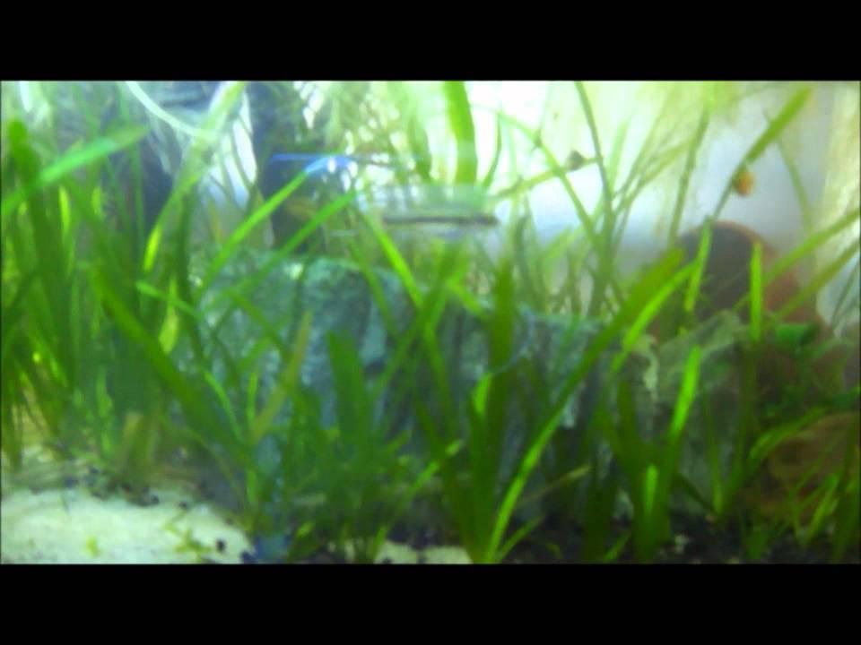 26. Fish Talk, Ep 1: Blue Fin Killifish - YouTube