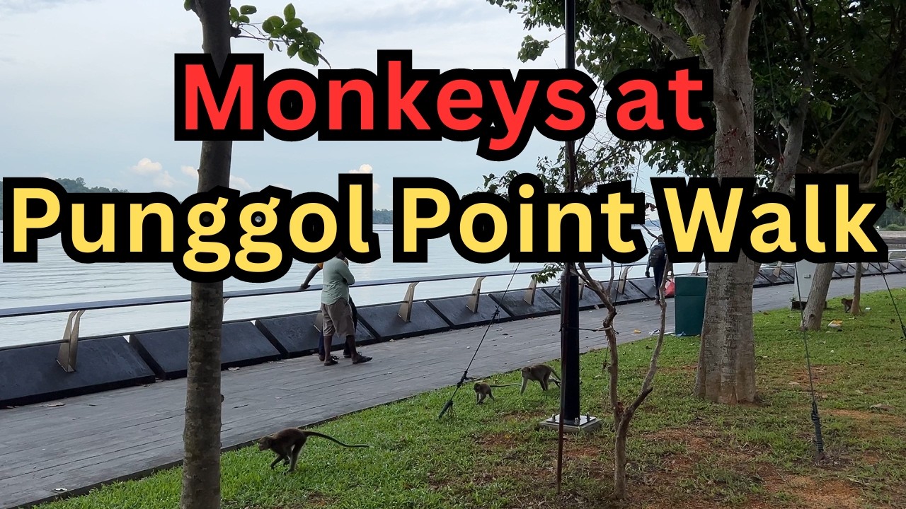 Monkeys at Punggol Point Walk #新加坡 #travel #punggol - YouTube