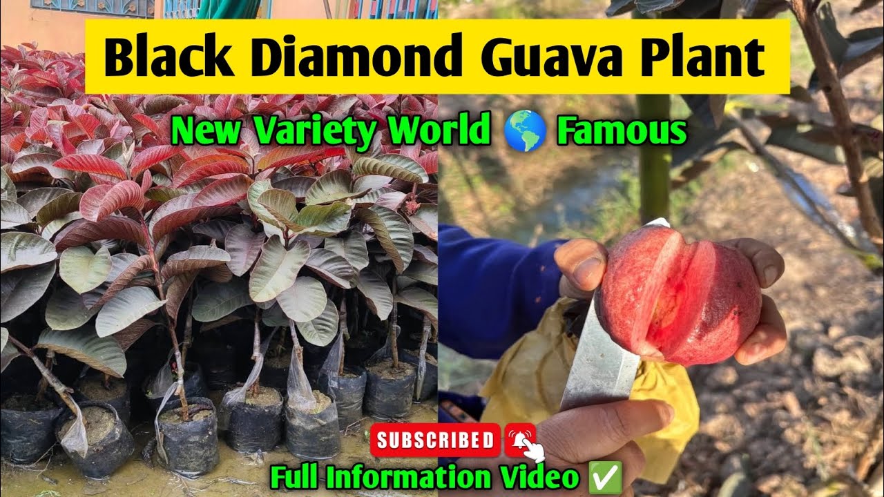Black Diamond Guava Plant New Variety World 🌎 Famous Full information ...