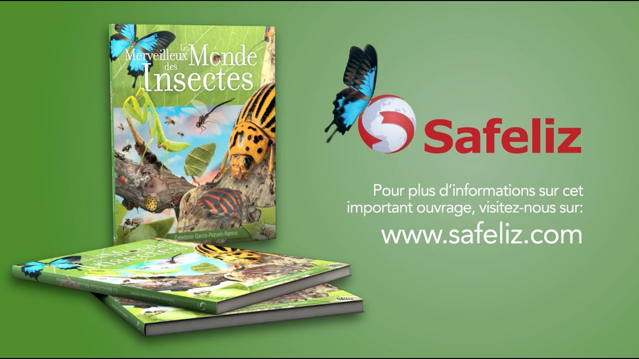 Le merveilleux monde des insectes - YouTube