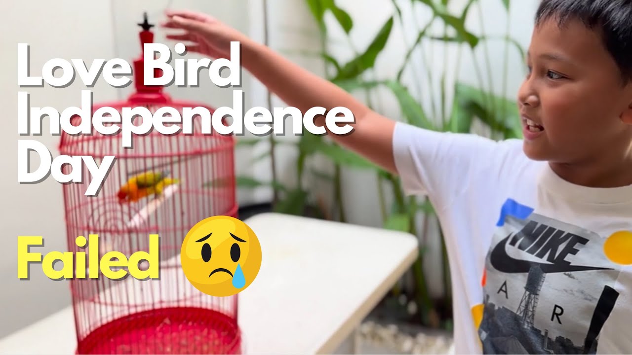 Love Bird Independence Day FAILED ! - YouTube