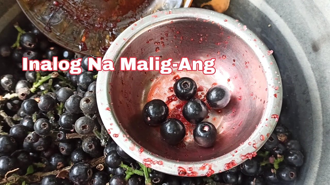 Harvest Ng Malig-Ang Fruit Sabay Kain,Inalog Na Malig-Ang - YouTube