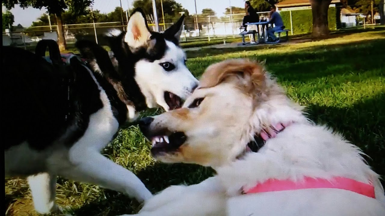 Golden Retriever Uses Drop & Roll Defense To Fend Off Dog Mob At Dog ...