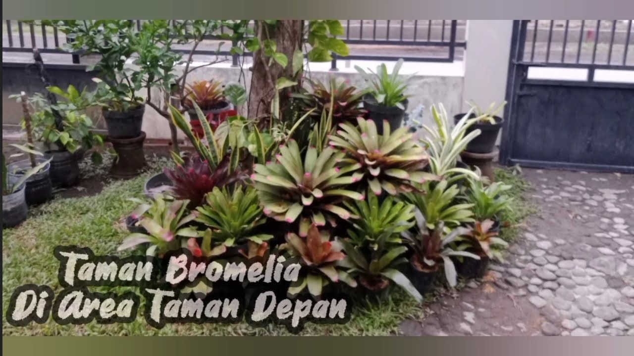 Taman Bromelia di Area Taman Depan _ 20 Oktober 2024 - YouTube