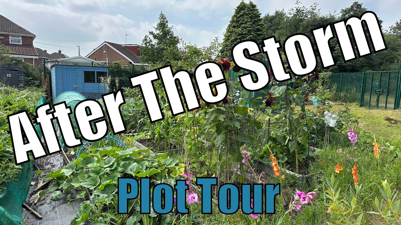 August Plot Tour | What Survived? | Allotment Life - YouTube