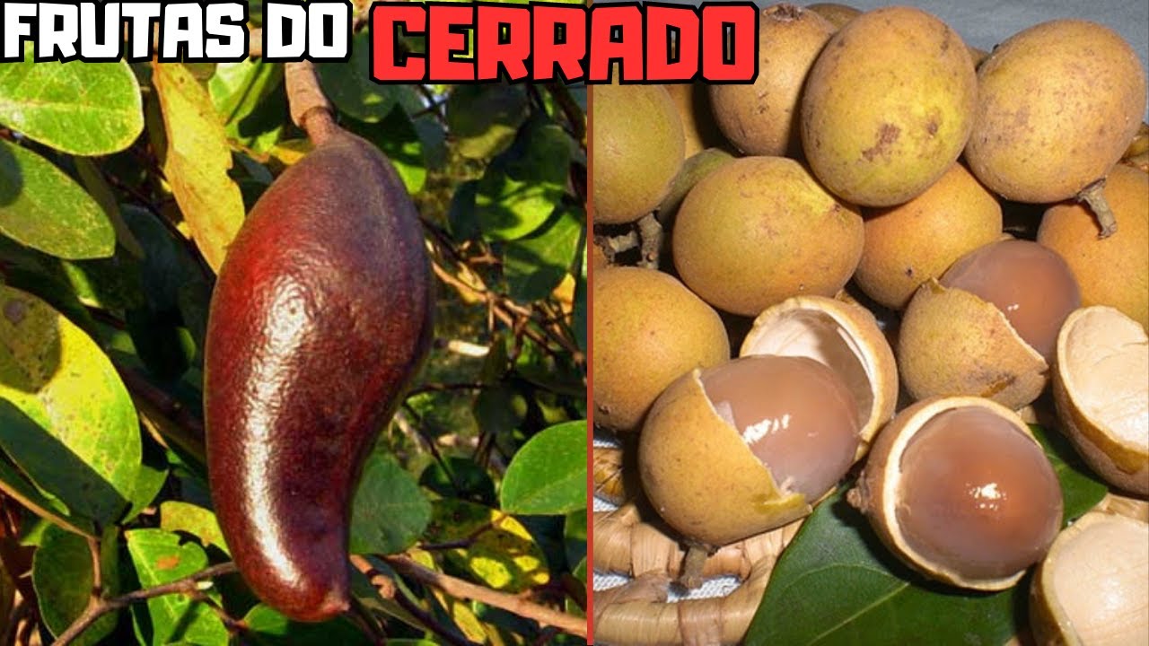 AS FRUTAS Brasileiras ESTRANHAS Nativas do CERRADO Mais CURIOSAS e ...