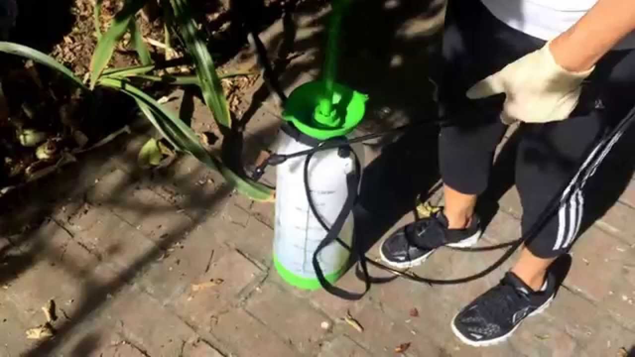 How to Kill Insects without Harmful Pesticides - YouTube