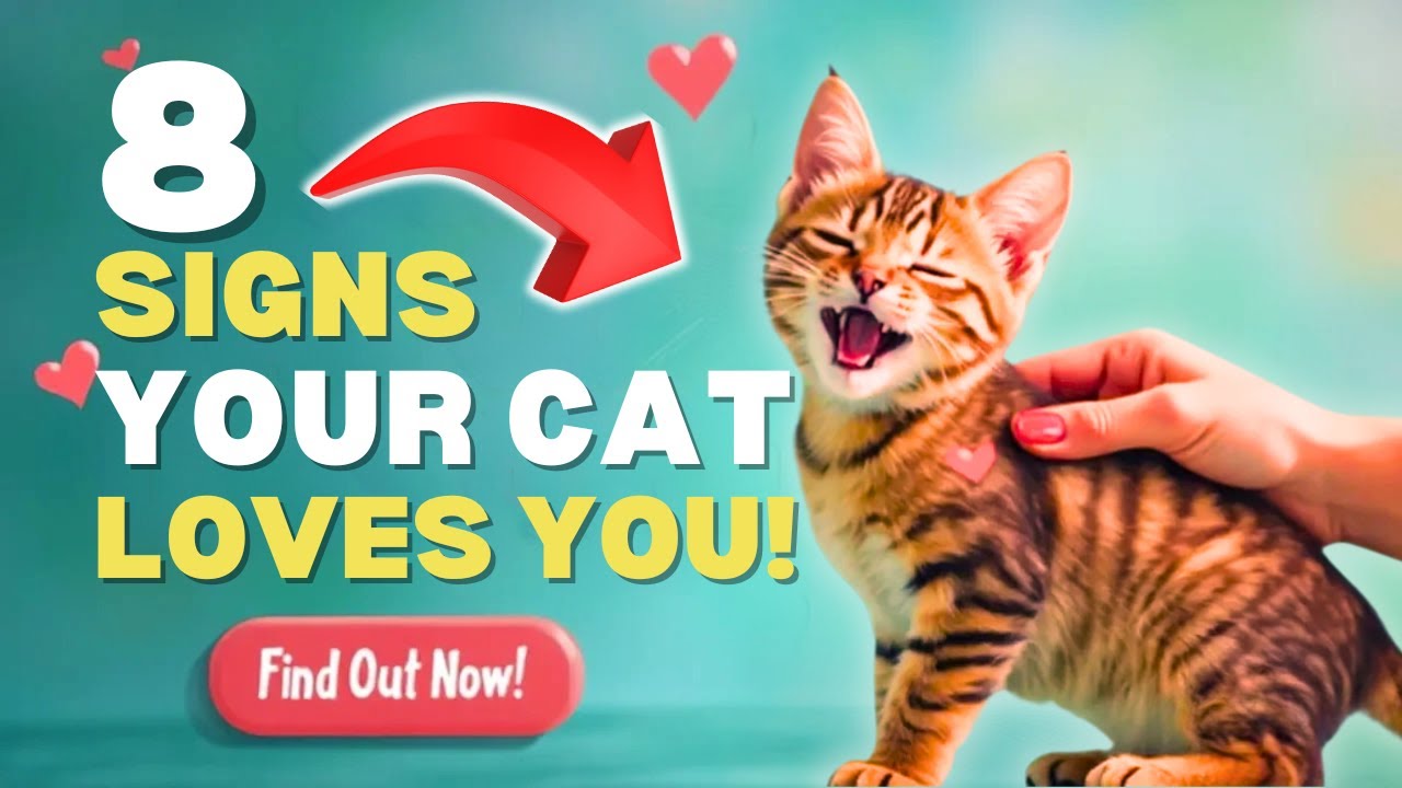 How Cats Show Love : 8 Signs Your Cat Loves You - YouTube