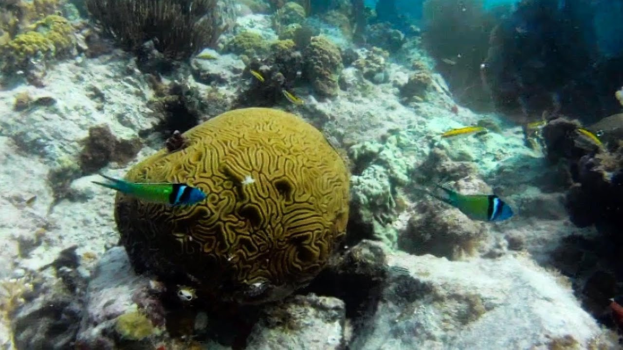 Snorkeling at Waterlemon Cay, St. John, US Virgin Islands - YouTube