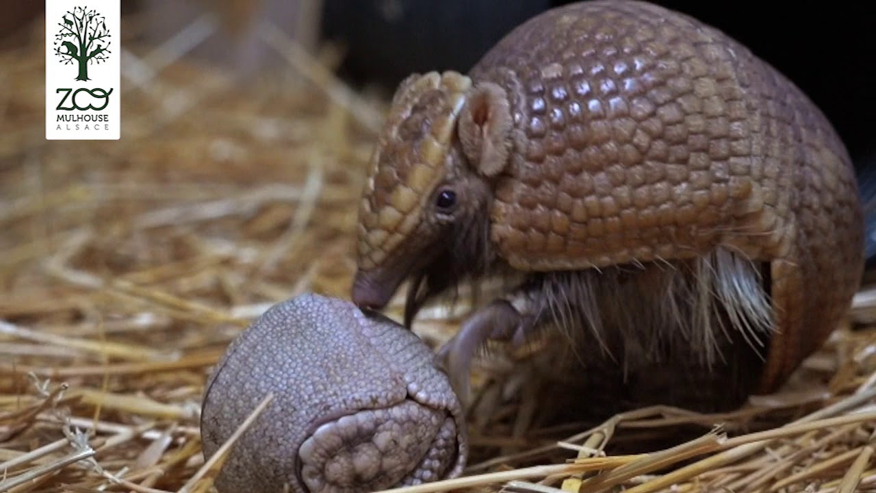 Naissance d'un tatou à trois bandes au Parc zoologique et botanique de ...