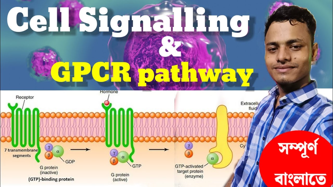 Cell Signalling & GPCR in Bengali || G protien coupled receptor ...