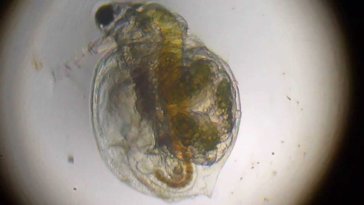 Ceriodaphnia dubia 5 - YouTube