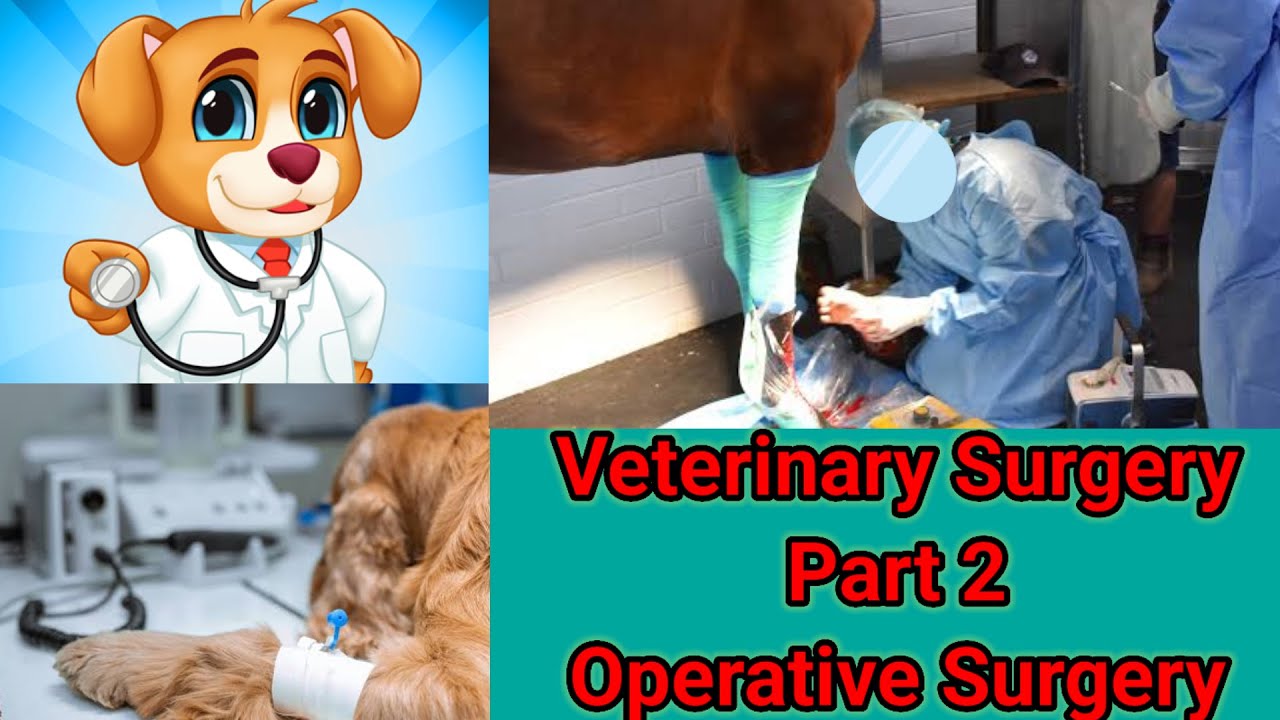 VETERINARY SURGERY PART 2 OPERATIVE SURGERY, TAIL & HORN AMPUTATION ...