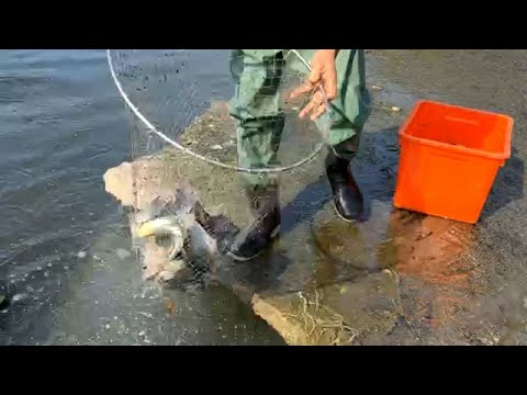 Super easy throwing large cast nets | A Clean way to Throw a cast net # ...