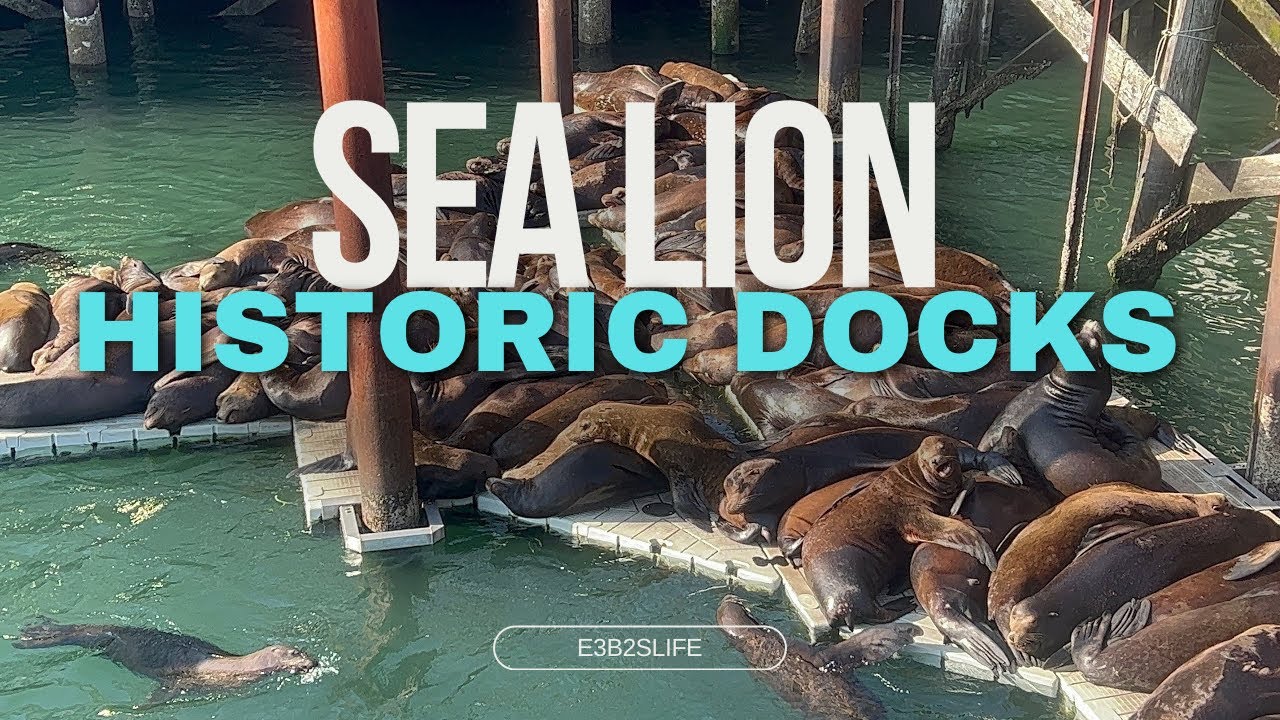 Sea Lion Docks Are Back In Newport Oregon 2023 - YouTube