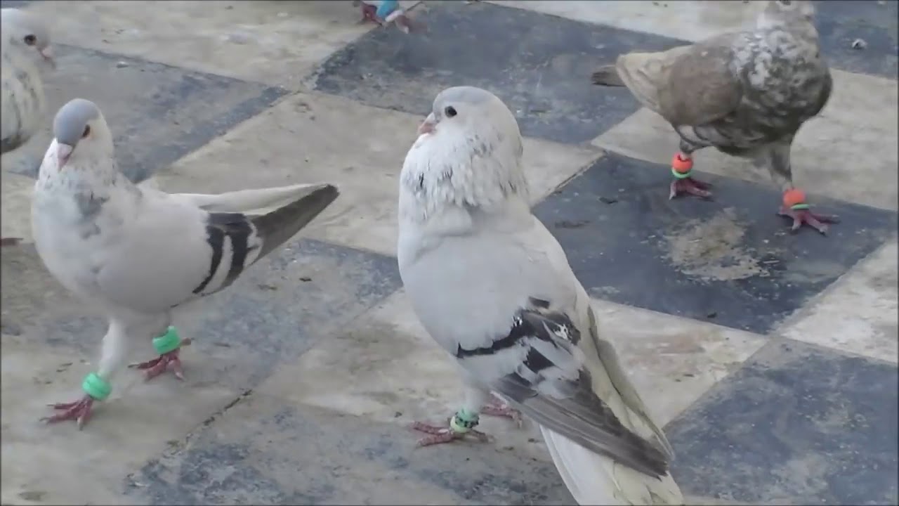 New Kaftar Afghani l New Kabootar Afghani l Kabul Jan Pigeons l کفتر ...