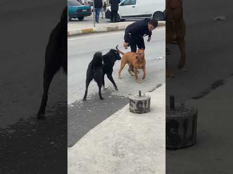 Pit Bull Vs Bhotia Dog Real Fight 😱 #dog #2024 #funny #pitbull #bhotia #ytshorts #köpek
