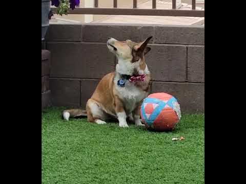 Poggers - The Corgi with a Tail - YouTube