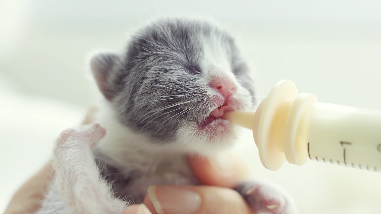 Momma cat gives birth to 4 kittens of different colors, first time hand ...