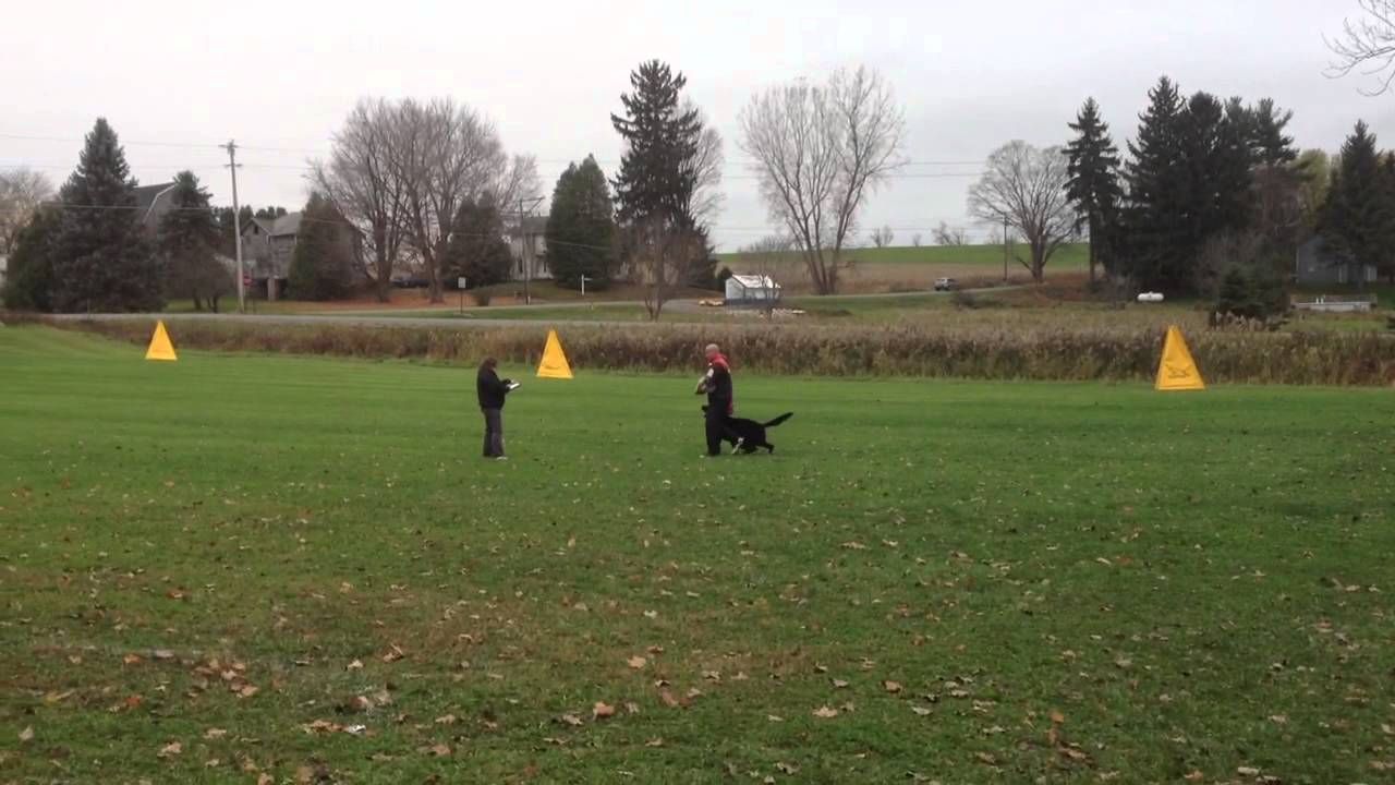 Eros SchH II PO Debra Zappia - YouTube