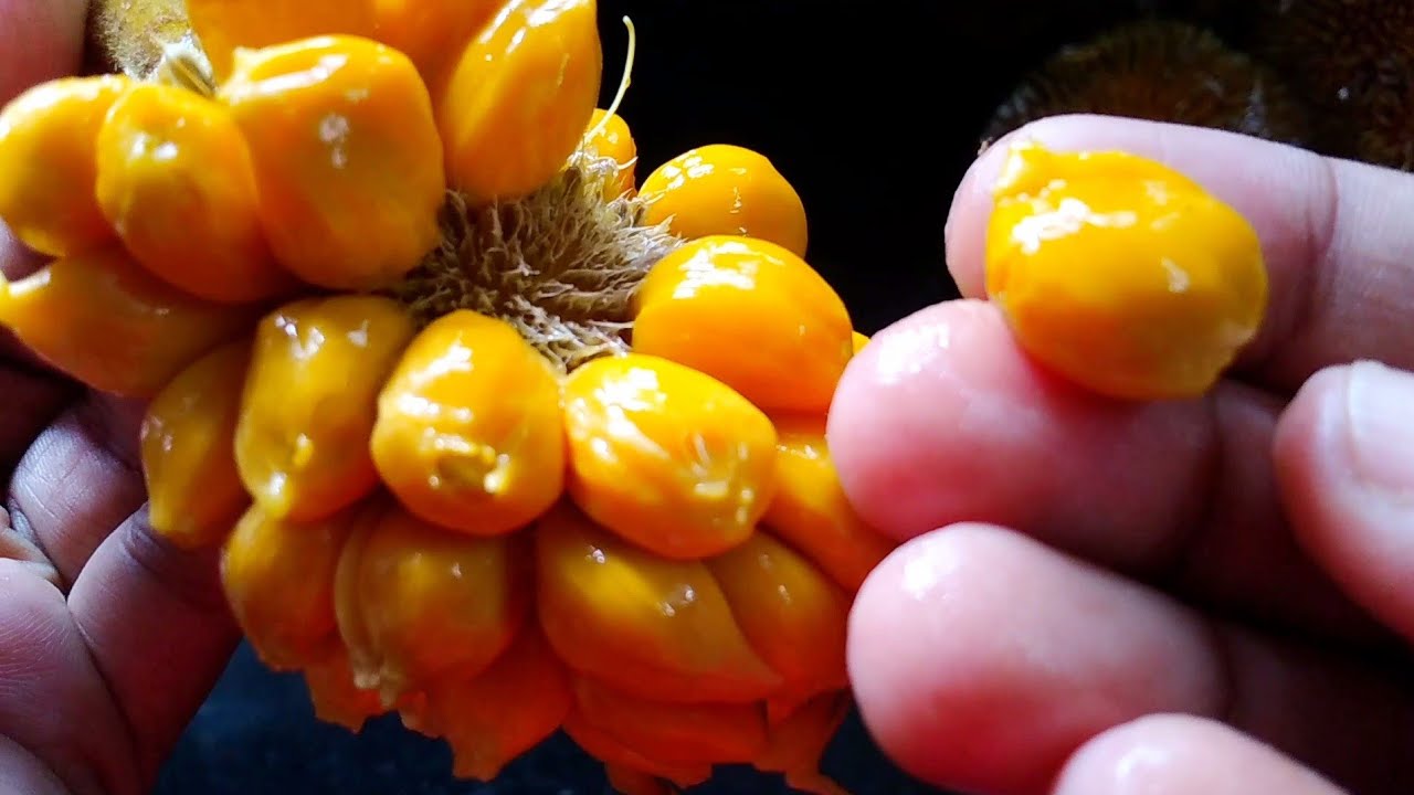 அயனி பழம் கிடைச்சா இதுபோல செய்து பாருங்க/Ayani Chakka Fruit Custard ...
