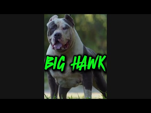BIG HAWK ( 200 pound XL American bully) - YouTube