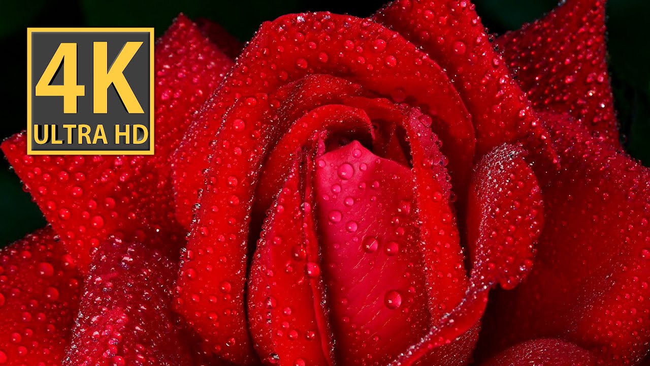 Captivating Macro Video of Red and White Roses in Stunning 4K ...