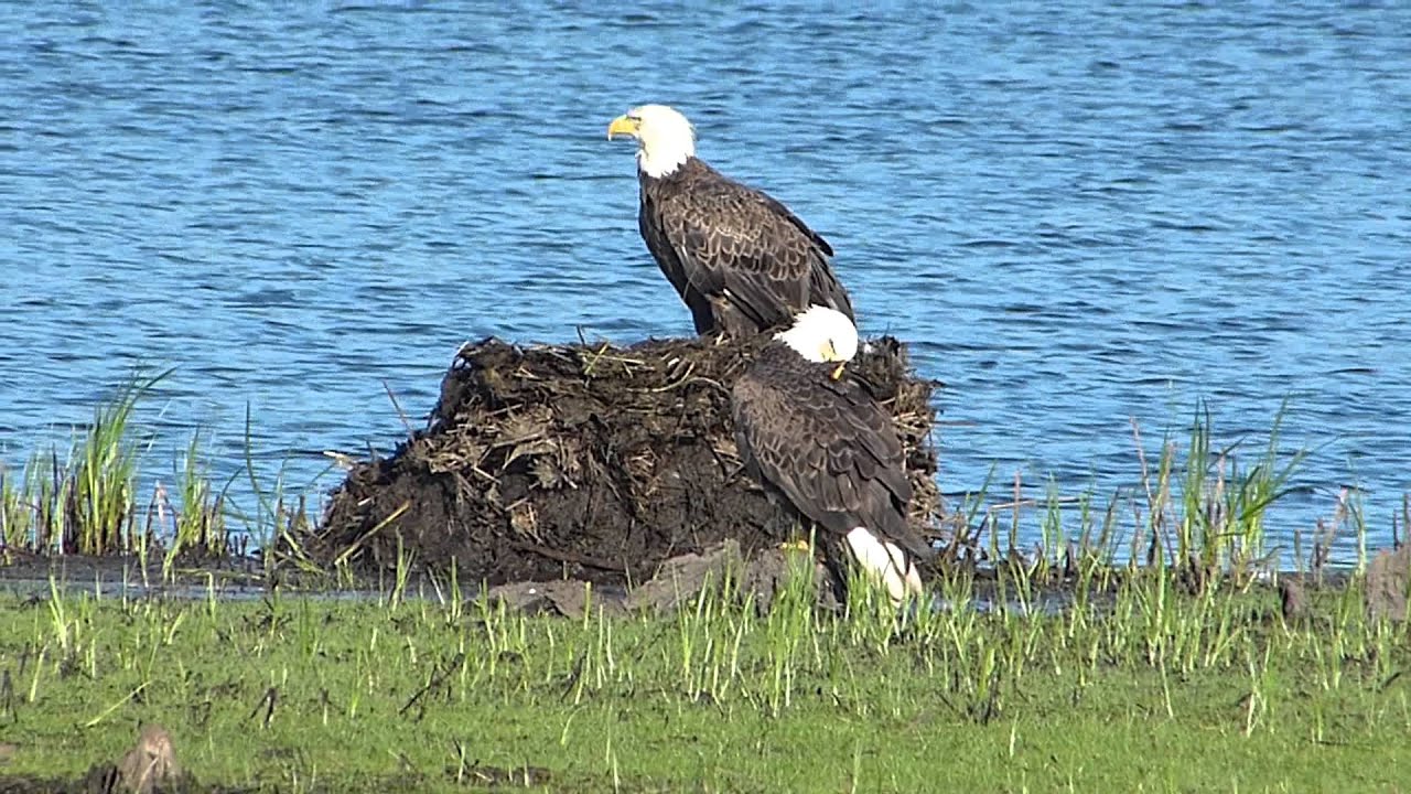 American Bald Eagles - YouTube