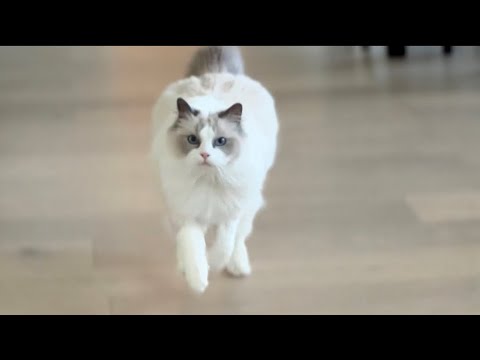 Nikko Cat runs very fast straight to the camera and acts cute | Cat ...