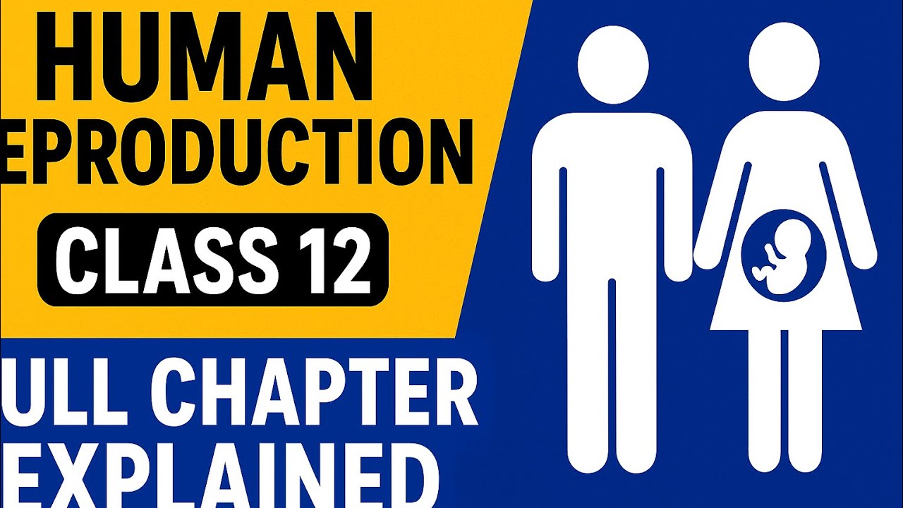 Human Reproduction Made Easy | Class 12 Biology Chapter Explained - YouTube