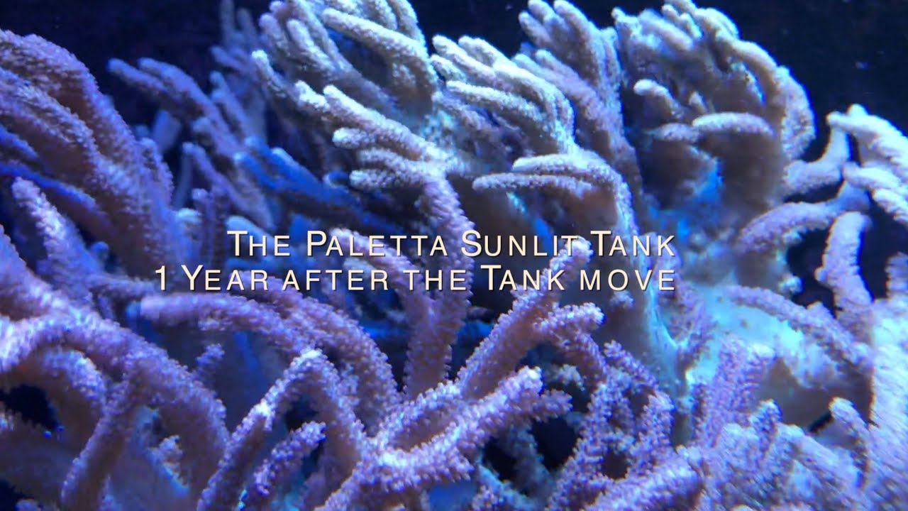 The Mike Paletta Sunlit Tank - 12 months since the tank move - YouTube