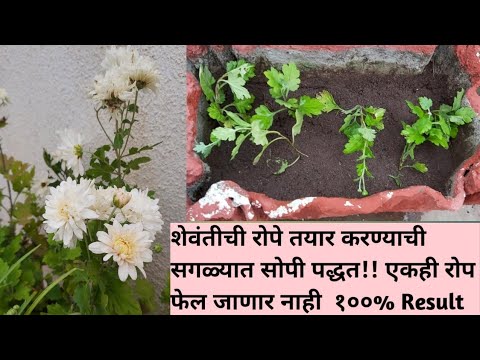 How to grow shewanti| How to grow chrysanthmum| easy way to grow ...
