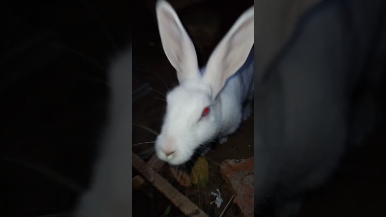 poi pi pi po | #rabbit #bunny #rabbitsofinstagram #bunnylove # ...