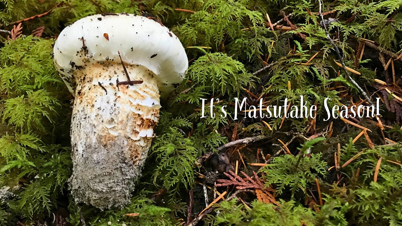 Ep9 - It’s Matsutake Pine Mushroom season. Ya, Mama! - YouTube
