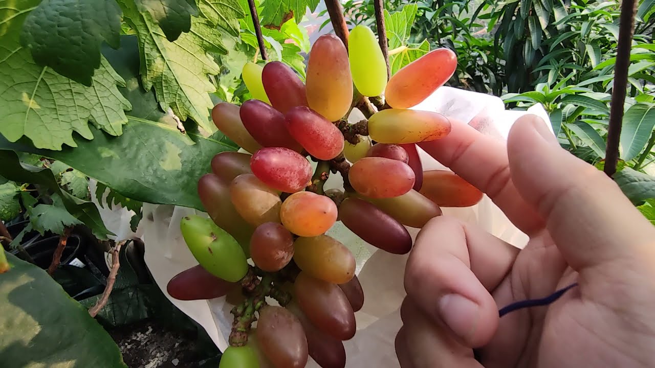 anggur gozv | metode pembuahan bertingkat part 2 | update kondisi buah ...