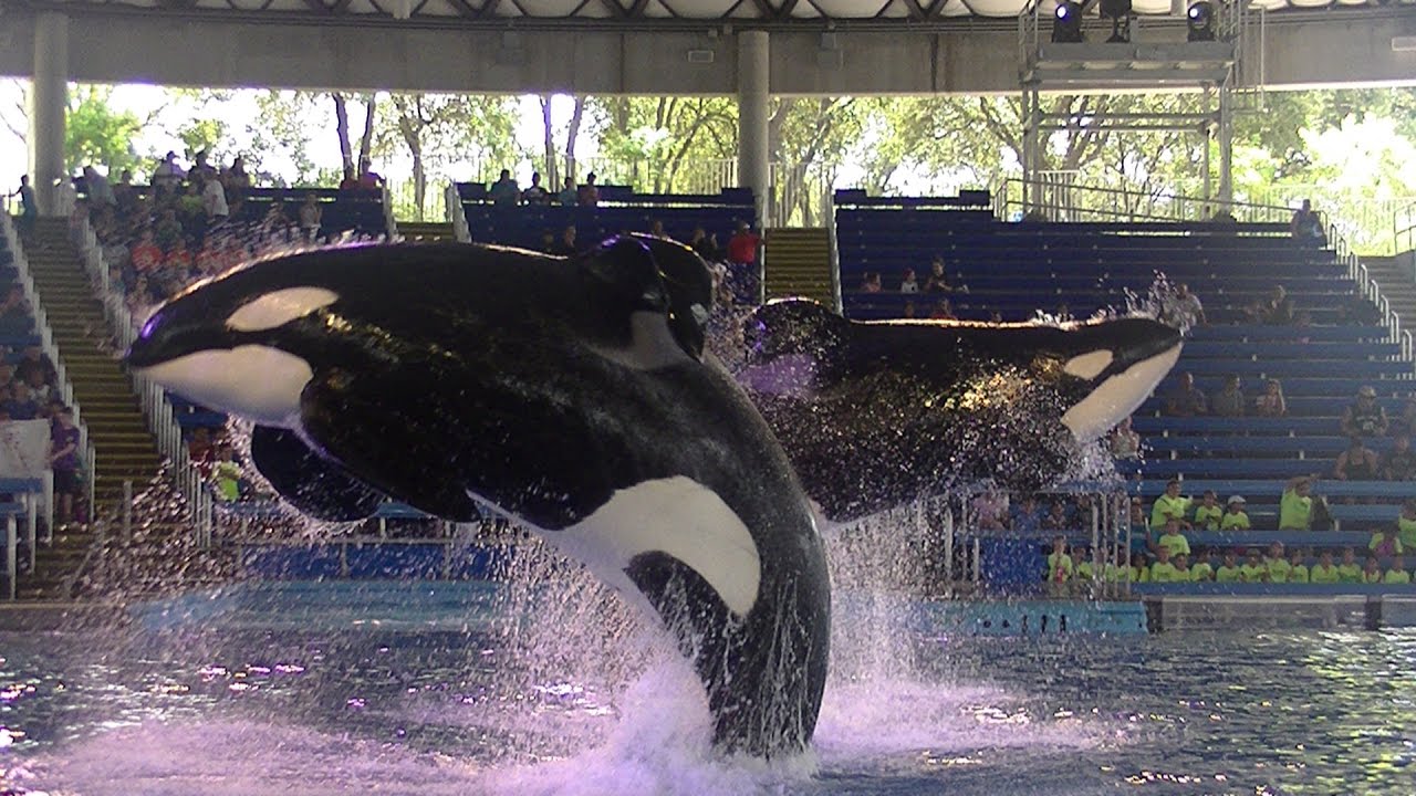 Killer Whales: Up close - August 11, 2016 - SeaWorld San Antonio - YouTube