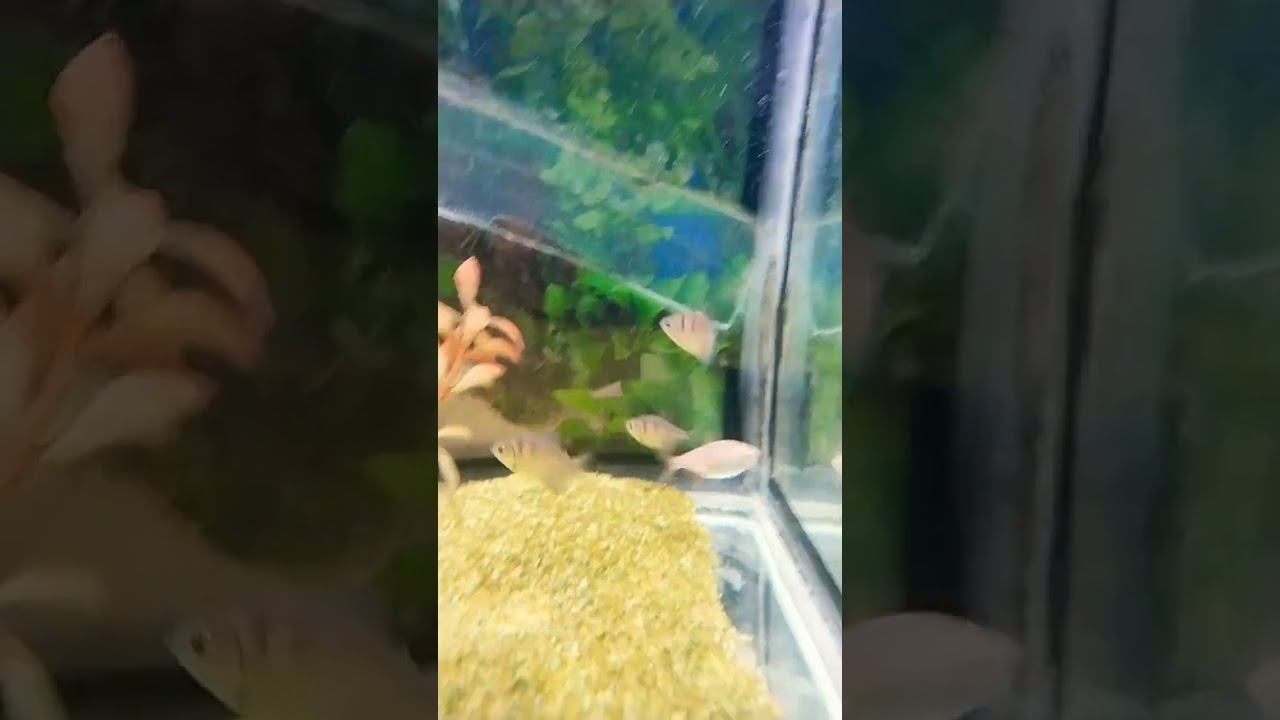 Micky mouse molly fish - YouTube