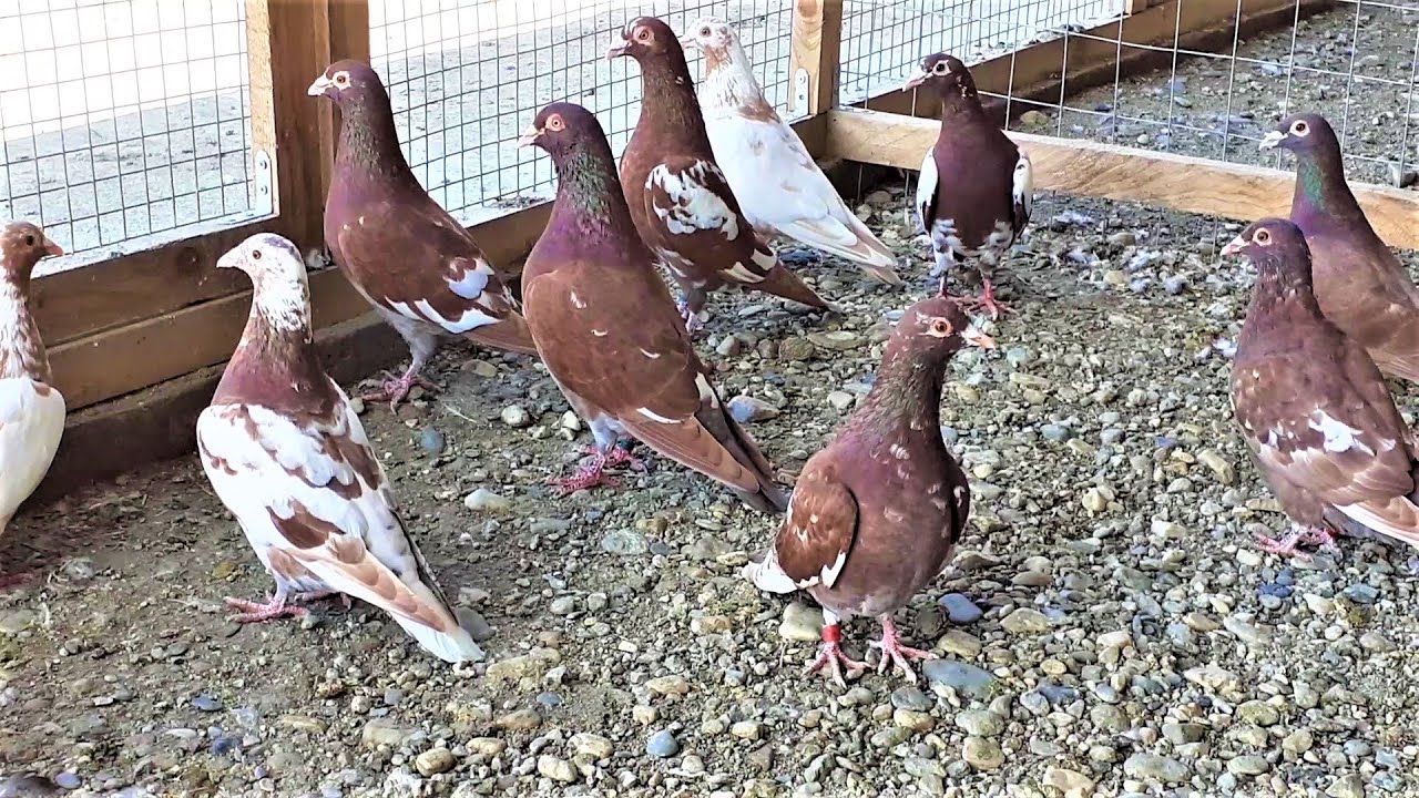 MEULEMANS RACING PIGEONS GREECE FARMA PIGEONS -Thlemaxos Pol_Farma ...