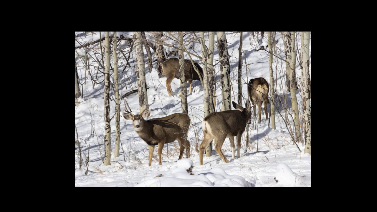 Wildlife Photography: Fresh Snow in the Colorado Rockies - YouTube