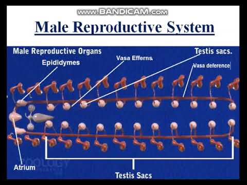 LEECH REPRODUCTIVE SYSTEM - YouTube