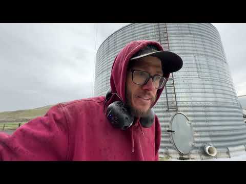 Emptying grain bins of wheat at the farm