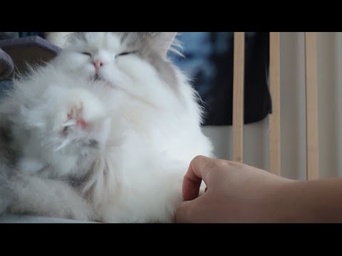 the body is round - YouTube