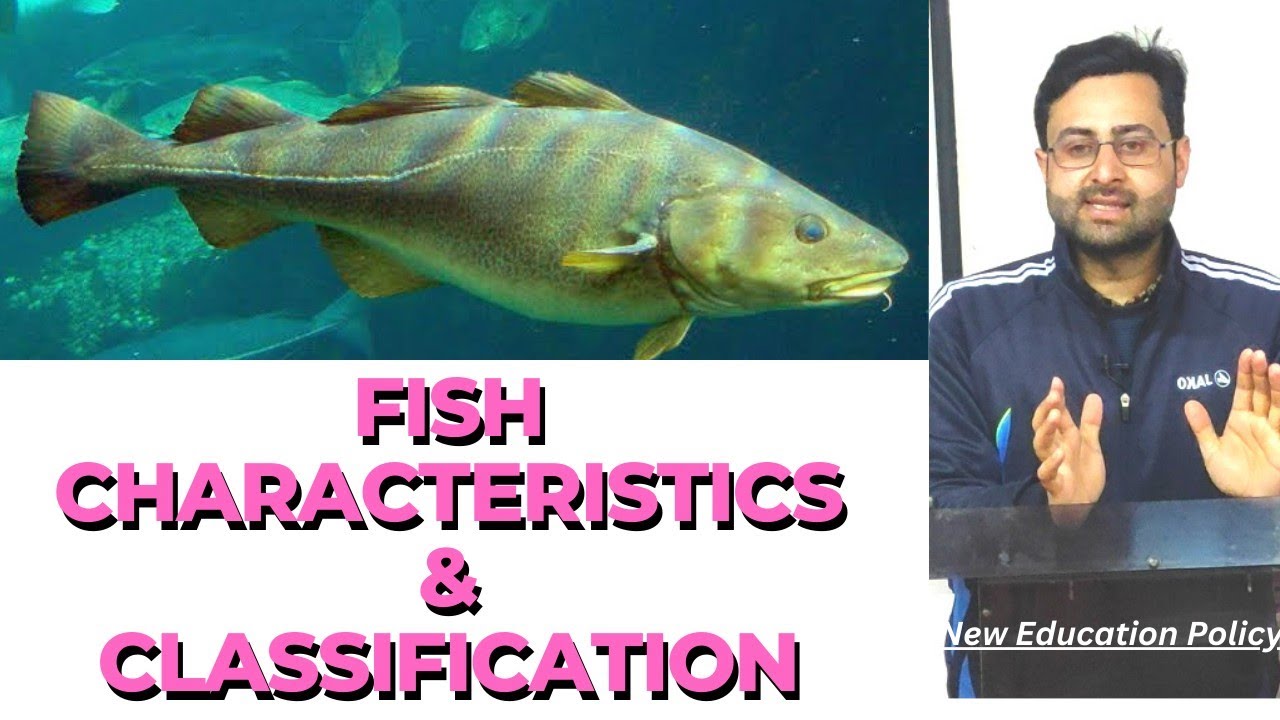 Fish|Characteristics|Classification - YouTube